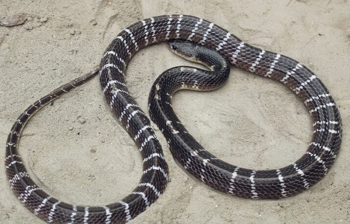 সর্প শুভেচ্ছা - The Doctors dialogue